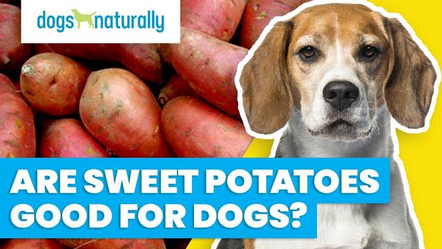 How Long To Boil Sweet Potatoes For Dogs: The Perfect Cooking Time