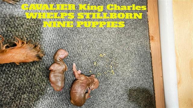 Understanding Stillborn Puppies: Causes, Prevention, and Support