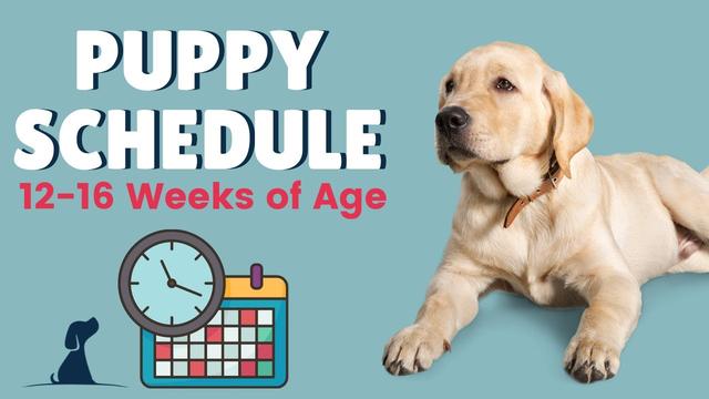 15 Week Old Puppy: Training Tips and Care Guide