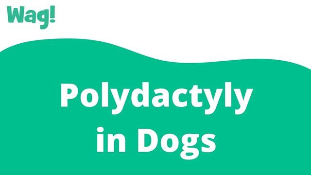 Polydactyly in Dogs: Causes, Symptoms, and Treatment