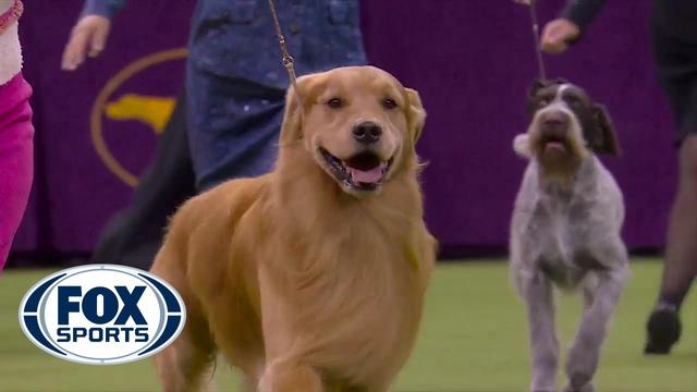 Westminster Dog Show Golden Retriever Winners - Celebrating the Best of ...