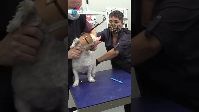 Avmasking Dog: Tips and Techniques for a Smooth Process