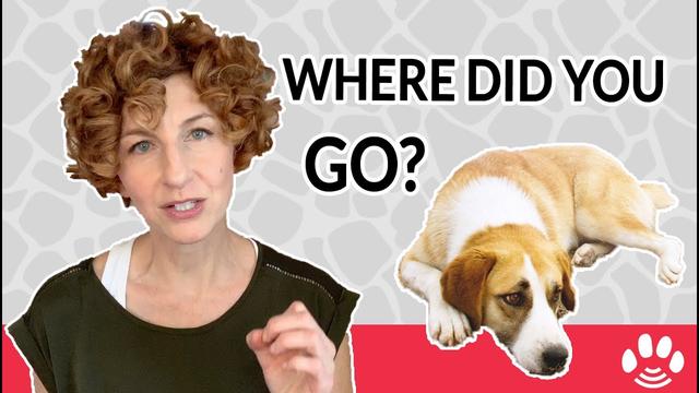 Where Do Dogs Go When They Die: Exploring the Afterlife for Our Beloved ...