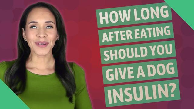 When to Give Your Dog Insulin After Eating: A Guide for Pet Owners