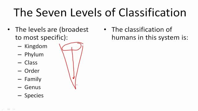 What Are The 7 Levels Of Classification For A Dog: Explained
