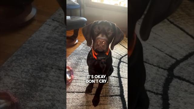 Can A Puppy Die From Crying: Understanding the Potential Dangers