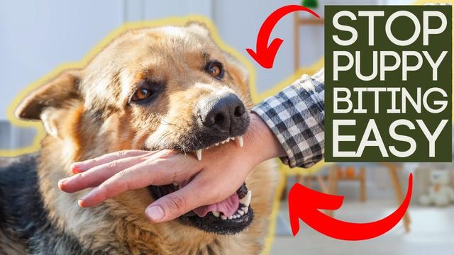 How to Use a Shock Collar for Biting Puppy Training
