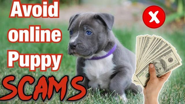 How to Safely Buy a Dog Online and Avoid Scams: Expert Guide - [Website ...
