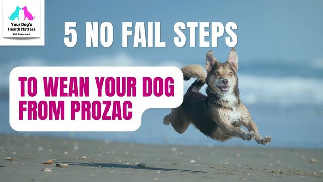 Weaning Dog Off Prozac: A Gentle Guide to Tapering Medication