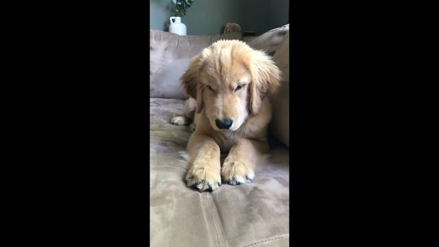 What Does 'Boop' Mean for Dogs? Understanding this Adorable Nose Touch