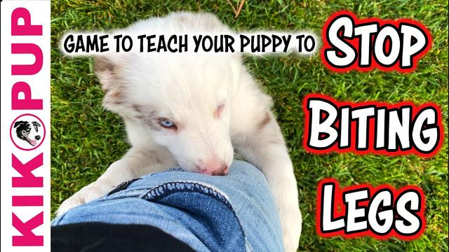 Why Do Dogs Bite Back Legs When Playing: An Insight into Canine Behavior