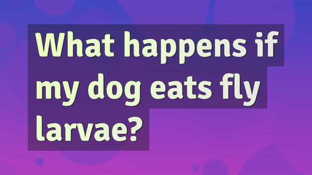 What Happens If a Dog Eats Fly Eggs: Potential Risks and Precautions
