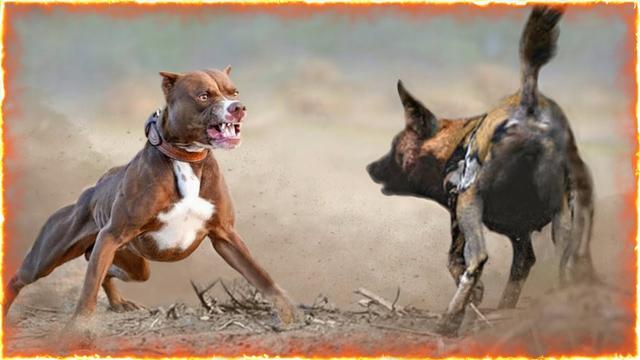 African Wild Dog Vs Pitbull: A Comparative Study of Two Fierce Predators