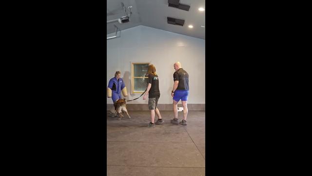 Learn About Compound Words With Dog - All You Need to Know