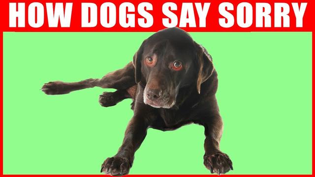 How Do Dogs Say Sorry: Understanding Canine Apologies and Forgiveness
