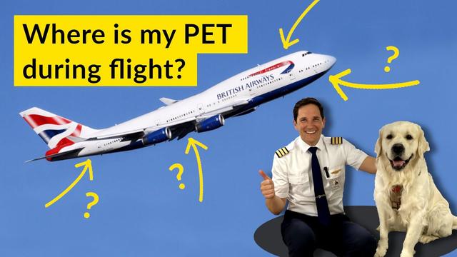 Cargo Ship Travel With Pets: Everything You Need to Know