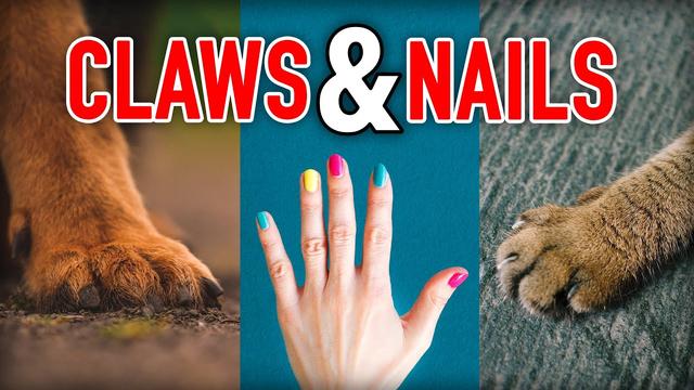 Dogs With Retractable Claws: Unveiling the Fascinating Secret