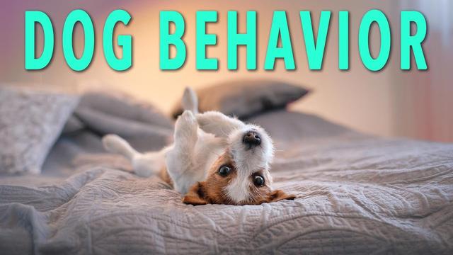 Por qué suspiran los perros: Las sorprendentes razones de la profunda ...