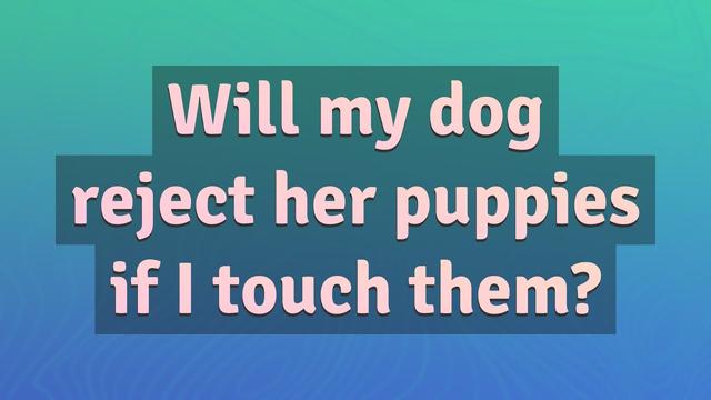 Will Touching Newborn Puppies Cause a Dog to Reject Them?