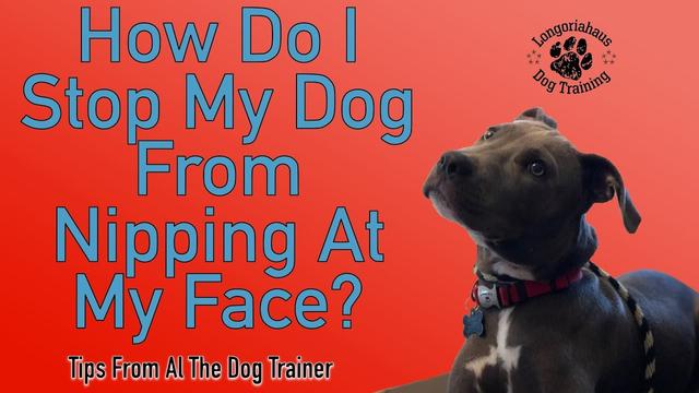 Understanding Why Your Dog Snaps at Your Face The Reasons and Solutions