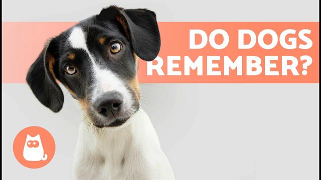 Do Dogs Remember Places: Understanding Canine Memory and Spatial Awareness