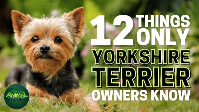 Discovering the Size of a Yorkie's Brain: What Pet Owners Need to Know