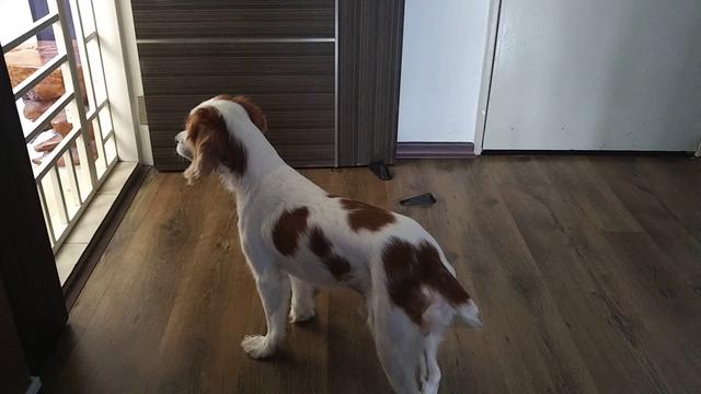 Understanding the Barking Behavior of Brittany Spaniels: Do They Bark a ...