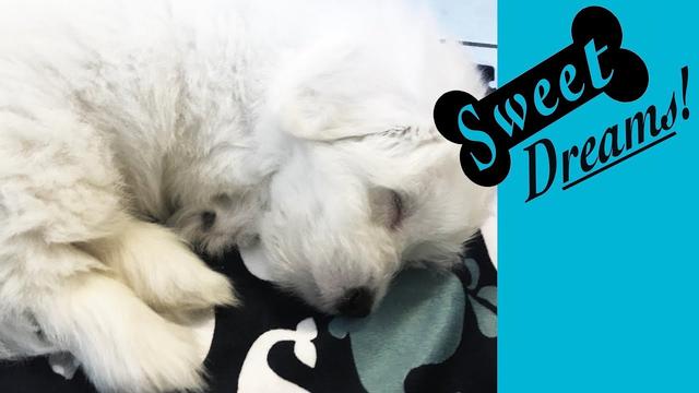 Houden honden van witte ruis? Onderzoek naar de effecten van witte ruis ...