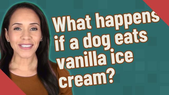 Qué hacer si su perro ingiere extracto de vainilla: síntomas comunes y ...