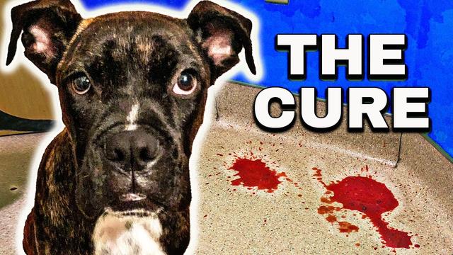 Using Pepto Bismol for Dogs with Parvo - A Guide for Pet Owners