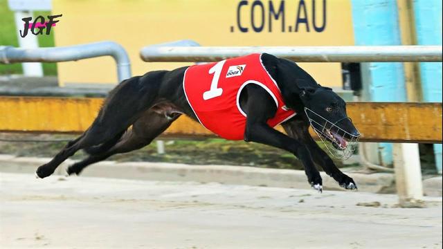 Discover the Fastest Greyhound in the World