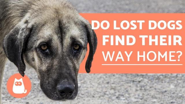 How Far Can a Dog Find Its Way Home? Discover the Incredible Navigation ...