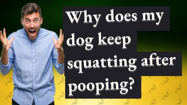 Why Does My Dog Keep Squatting: Understanding the Reasons Behind It