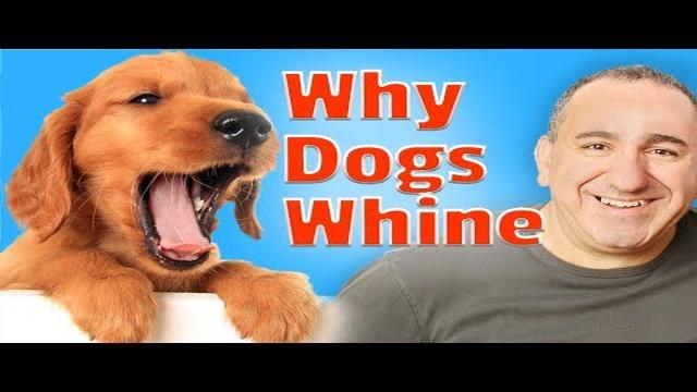 Discover the Reasons Behind Your Dog's Sudden Increase in Vocalization
