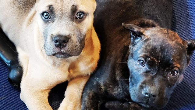 Symptoms of Hormonal Imbalance in Female Dogs: Causes, Signs, and Treatment