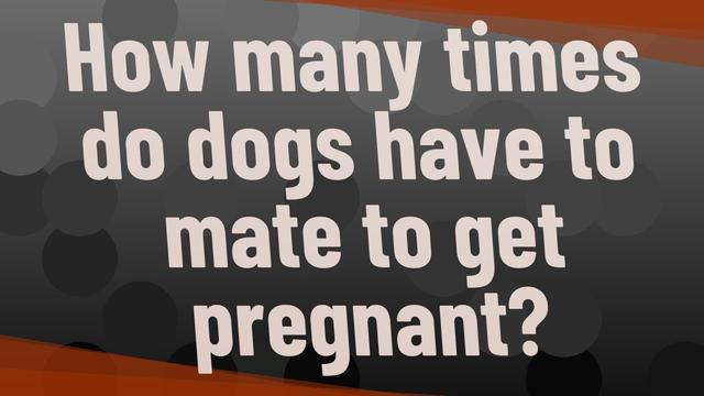 How Many Times Can a Female Dog Mate in One Day: Exploring the ...