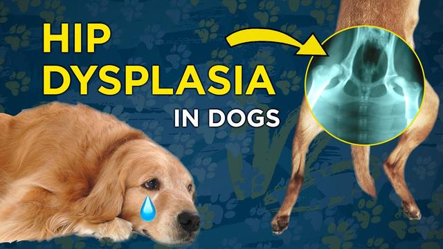 Discover the Benefits of Dog Sitting With One Leg Out Your Ultimate Guide