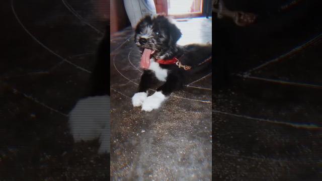 Raza de perro Pikachu: todo lo que necesitas saber