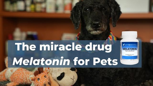 Melatonine voor honden: alles wat je moet weten