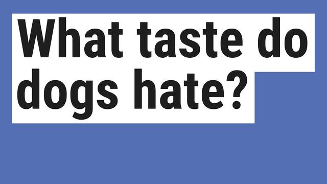Preferencias caninas: Descubra los sabores que más disgustan a los perros