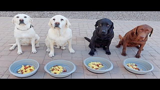 What Can Dogs Eat For Breakfast: A Complete Guide