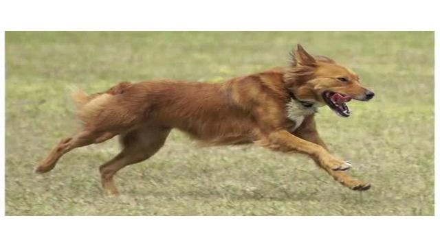 Cómo crecen los chuchos: Guía para predecir el tamaño de los perros ...