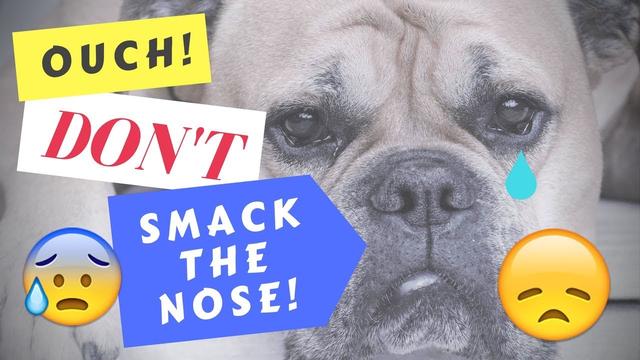 Is It Okay To Smack A Dog On The Nose: What You Should Know
