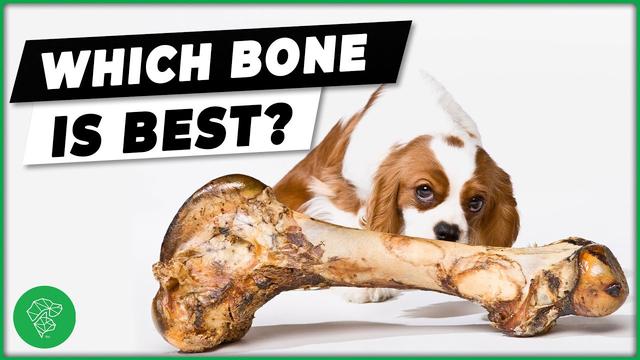 What To Do With Old Dog Bones - Creative Ideas and Tips