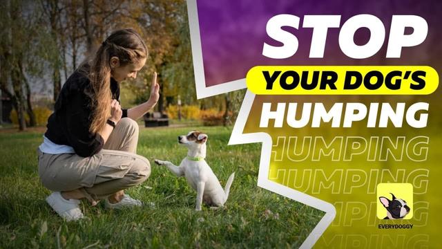 Understanding and Addressing 7 Month Old Puppy Humps