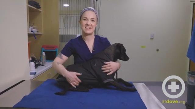 O spray de gambá faz mal aos cães? Descubra a resposta aqui