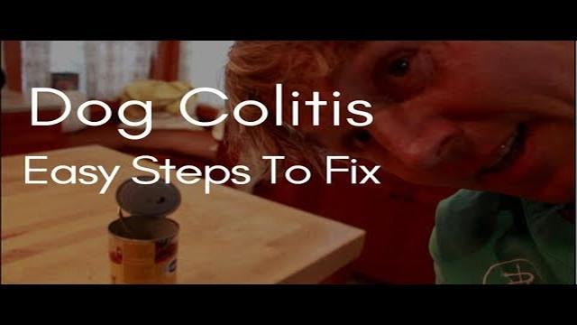 Qué no dar de comer a los perros con colitis: Guía completa