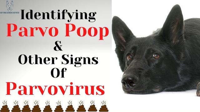 How to Identify and Get Rid of Parvo Poop Smell: A Comprehensive Guide