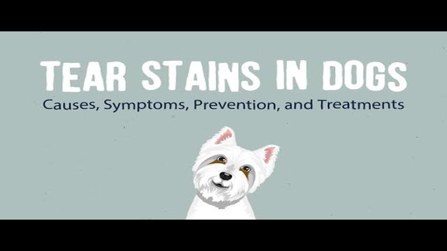 Can Chicken Cause Tear Stains in Dogs? Experts Weigh In
