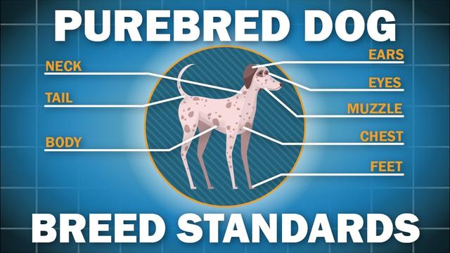 What Is Considered Purebred: Understanding the Definition and Benefits
